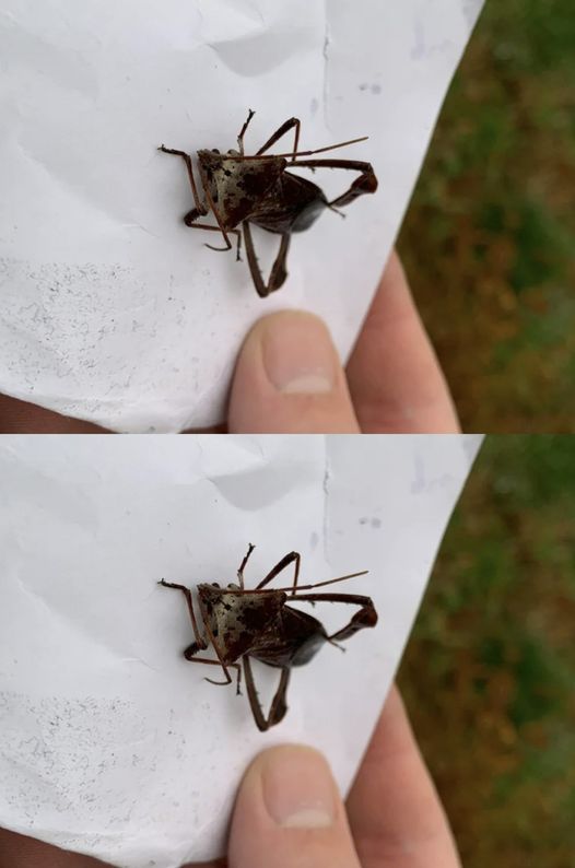 What Are Assassin Bugs, and What Do You Do If You’re Bitten By One ...