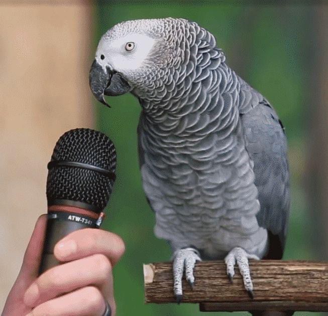 The Intelligent Parrots of the Animal Kingdom - My Healthy Life